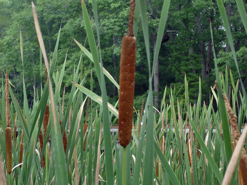 Broad-leaf Cattail | Outdoor Alabama